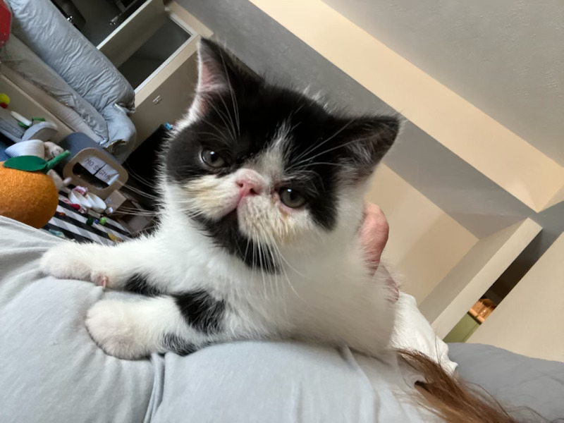 Oreo – Exotic Kitten Cattery