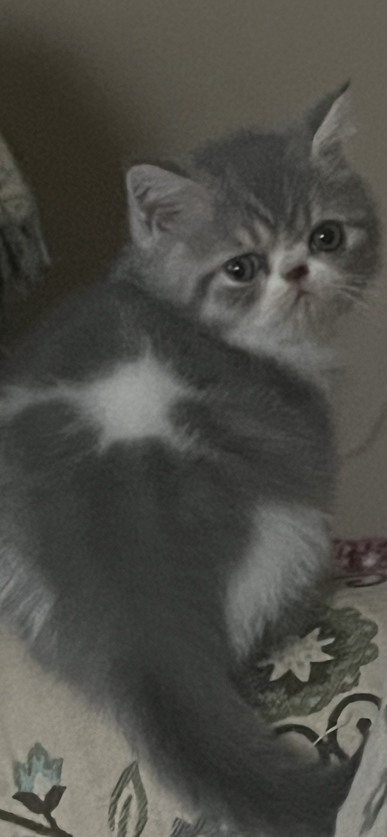 Available Kittens – Exotic Kitten Cattery