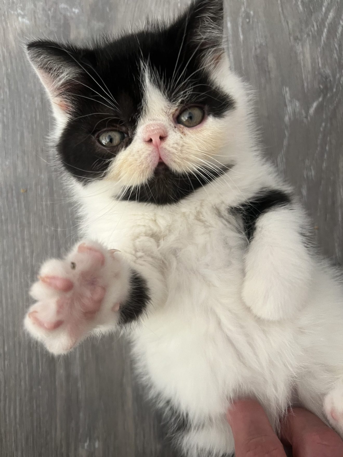 Exotic Kitten Cattery